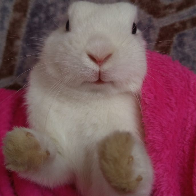 Иконка канала Весенняя🐰