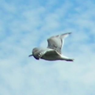 Иконка канала Под Крылом Чайки