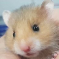 Иконка канала Хомячиная ферма (на Рутубе)