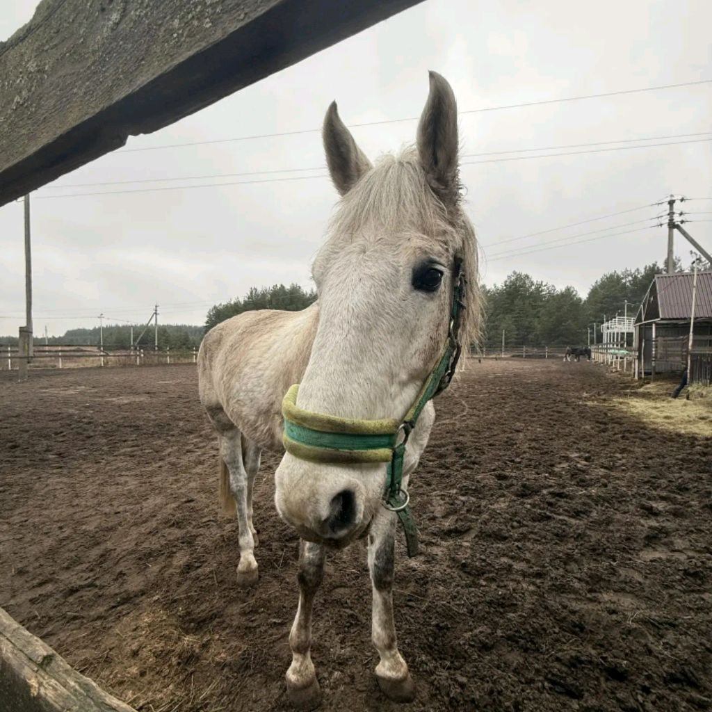 Иконка канала 🏇 Лошади Колекта🌾