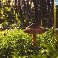 Иконка канала Лесными тропами