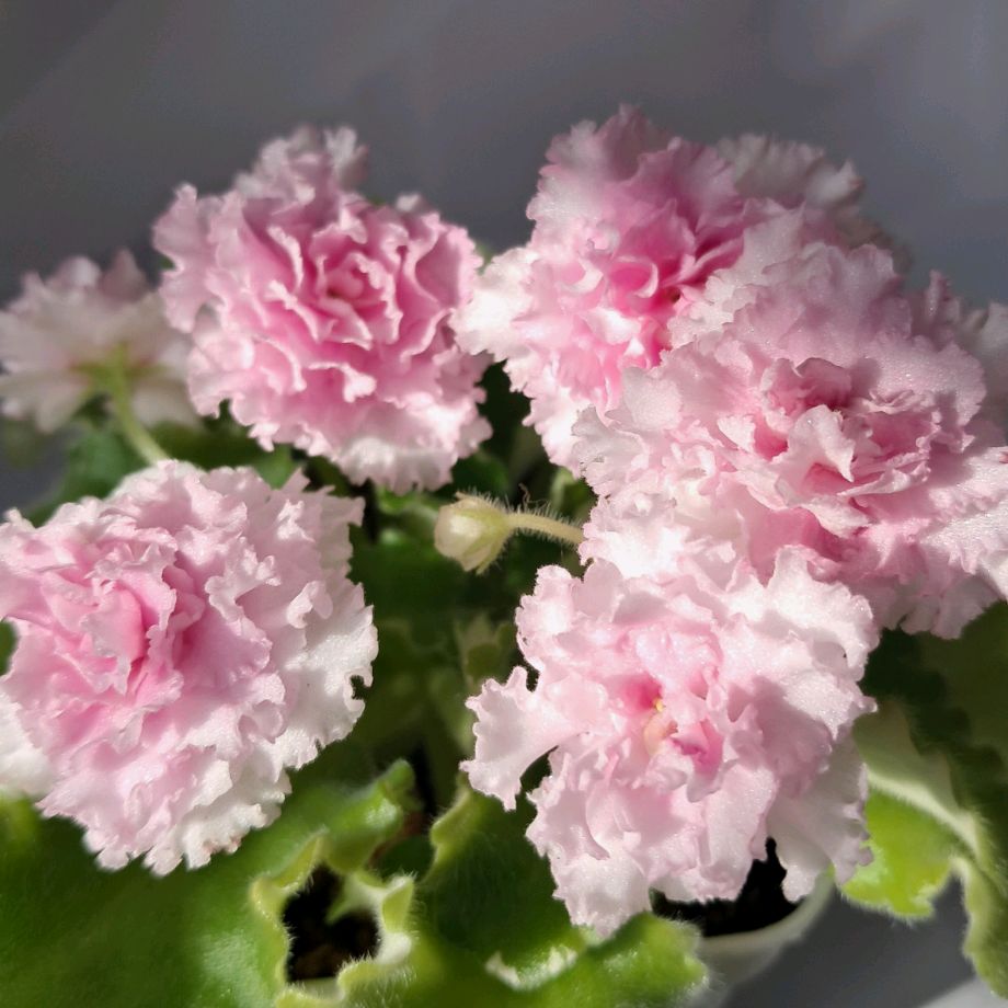 Иконка канала Фиалки: не так - как у всех, а так - как у меня!