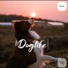 Иконка канала 🐾Doglife🐾