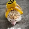 Иконка канала Яндекс Ежа