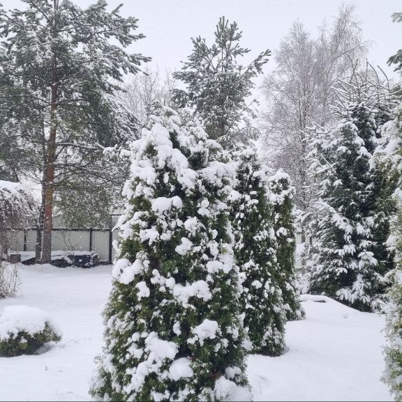 Иконка канала insss