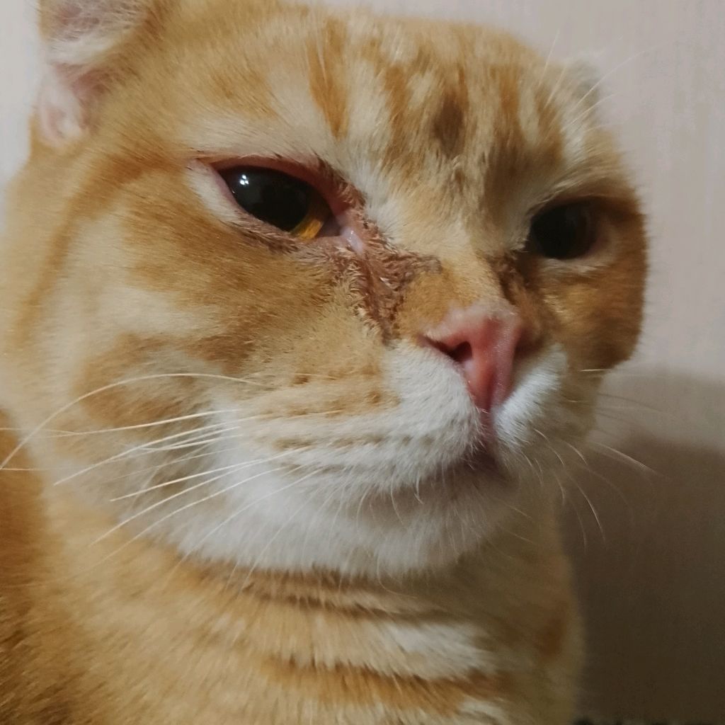 Иконка канала ToxicHead52