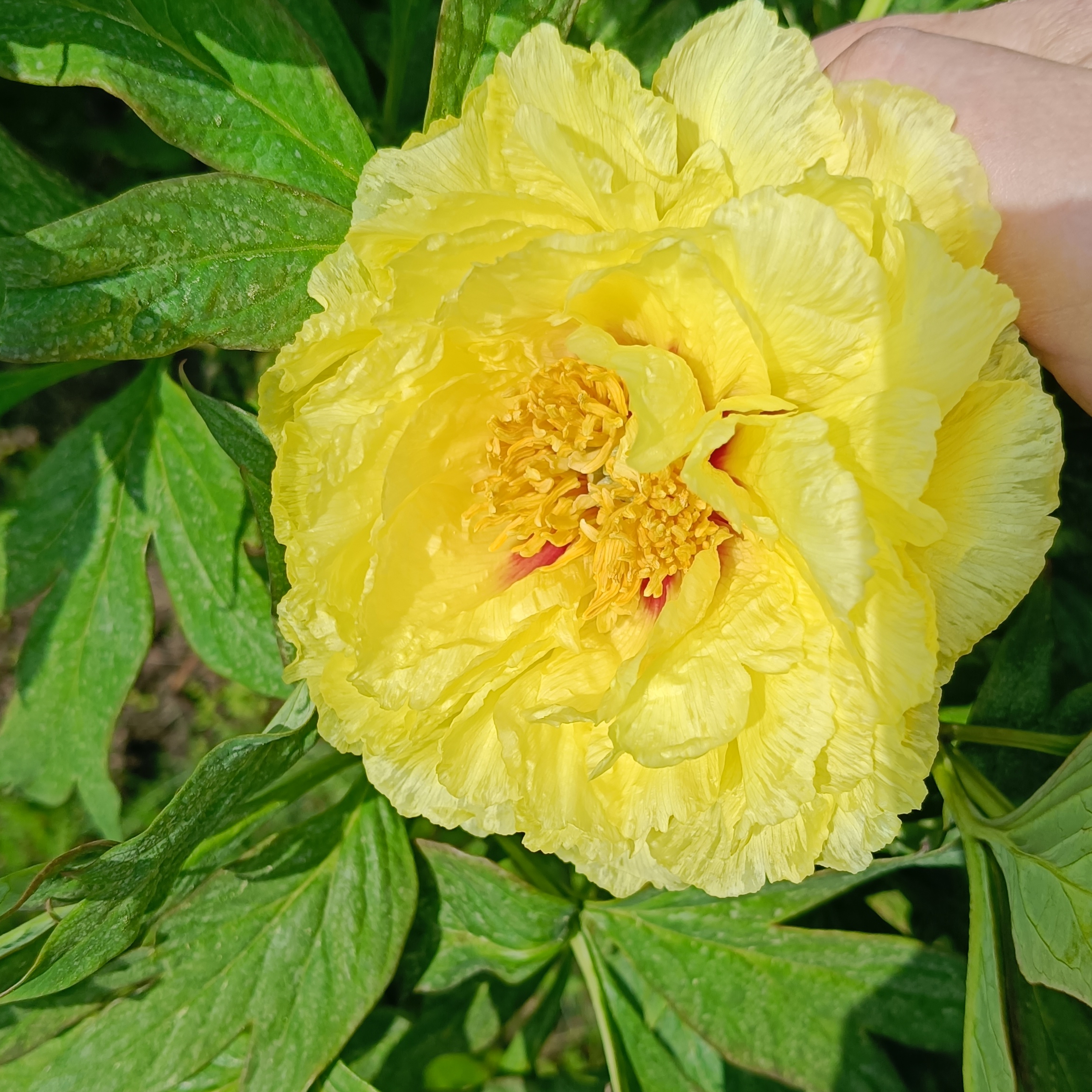 Иконка канала Ольга Л."деловые руки"