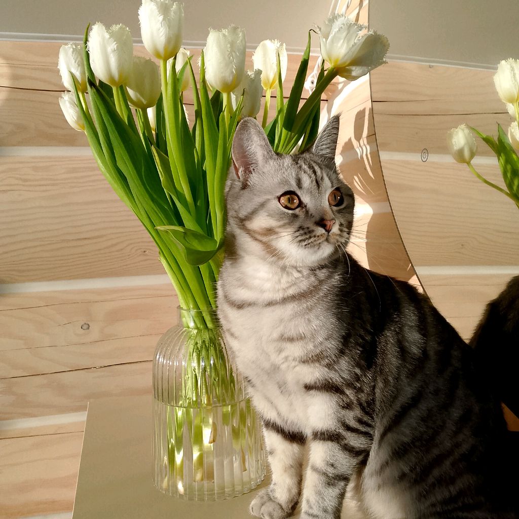 Иконка канала Saida 🩷