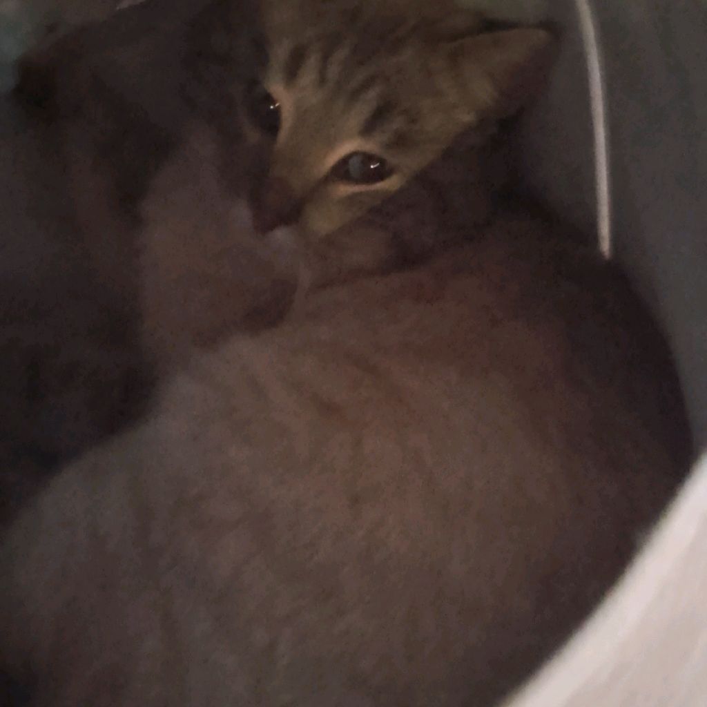 Иконка канала Денис54кпро