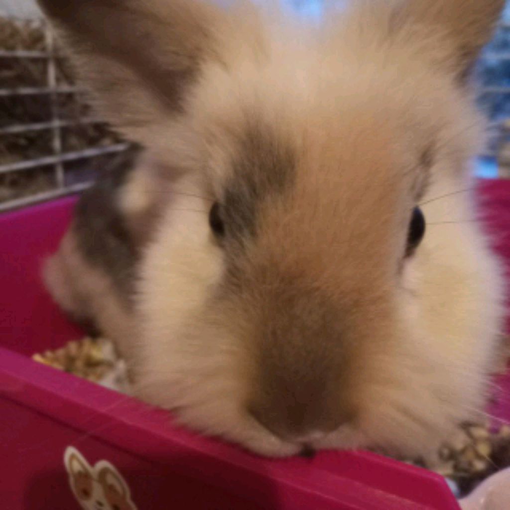 Иконка канала Баксик Кролик💝🐰🐇