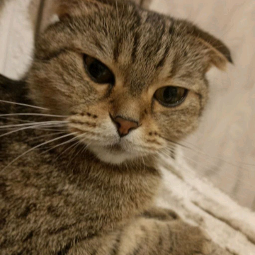 Иконка канала THE TIGRESS🩷