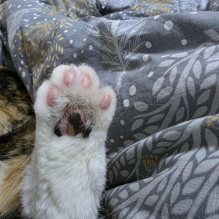 Иконка канала "Маленькие Тигры"