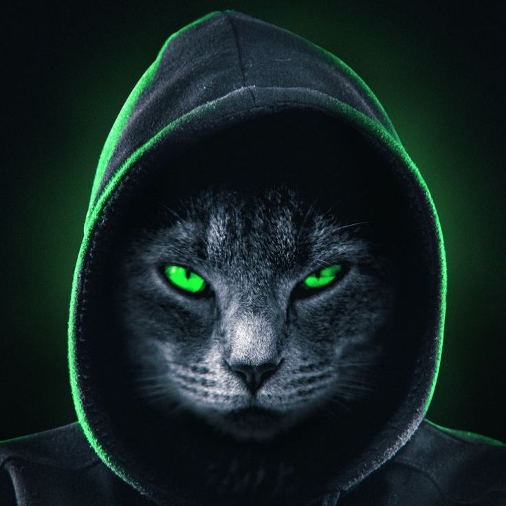 Иконка канала «Квантовая кошка QWERTY»