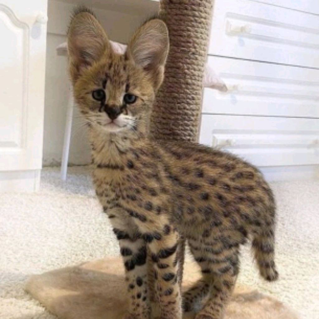 Иконка канала 𝐀𝐥𝐢𝐬𝐚.𝐤𝐢☆