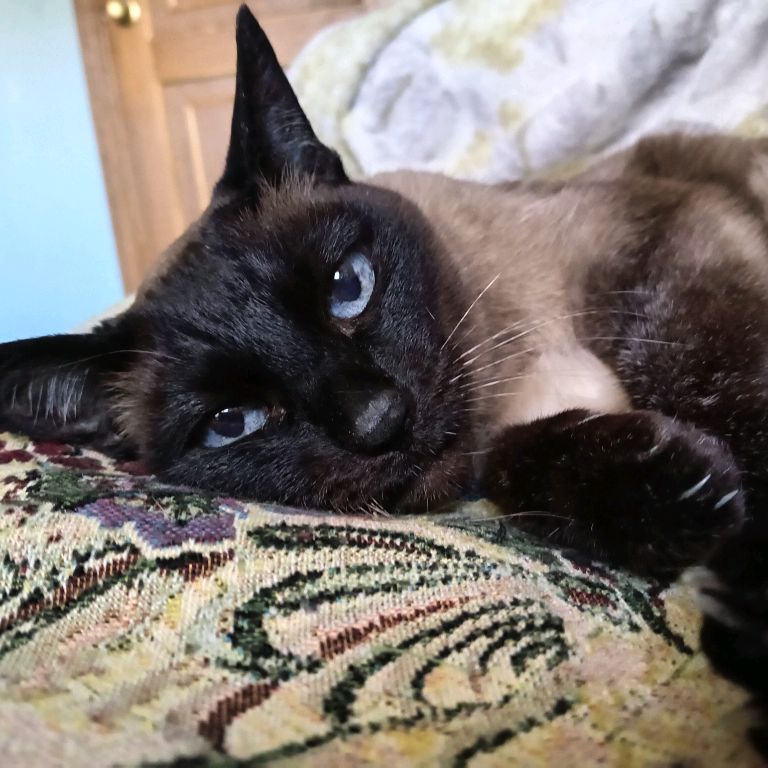 Иконка канала Транспорт Петербурга И игры