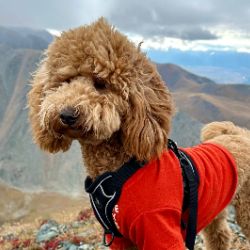 Иконка канала Pushidze