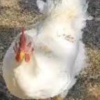 Иконка канала petyx52r