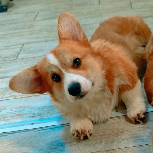 Иконка канала Корги Пряник (фан)