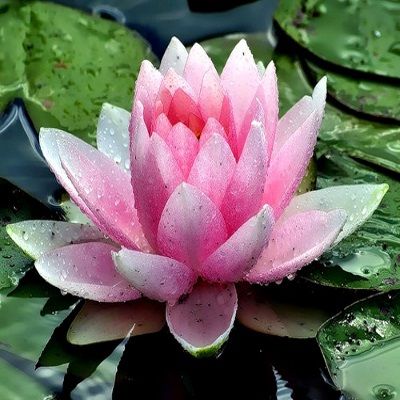 Иконка канала ухи поел