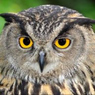 Иконка канала gornomari