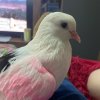 Иконка канала Птичка Айгуль
