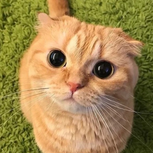 Иконка канала Скажи «Мяу»!