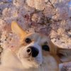 Иконка канала CORGI TB🧡🦭🌵🐶