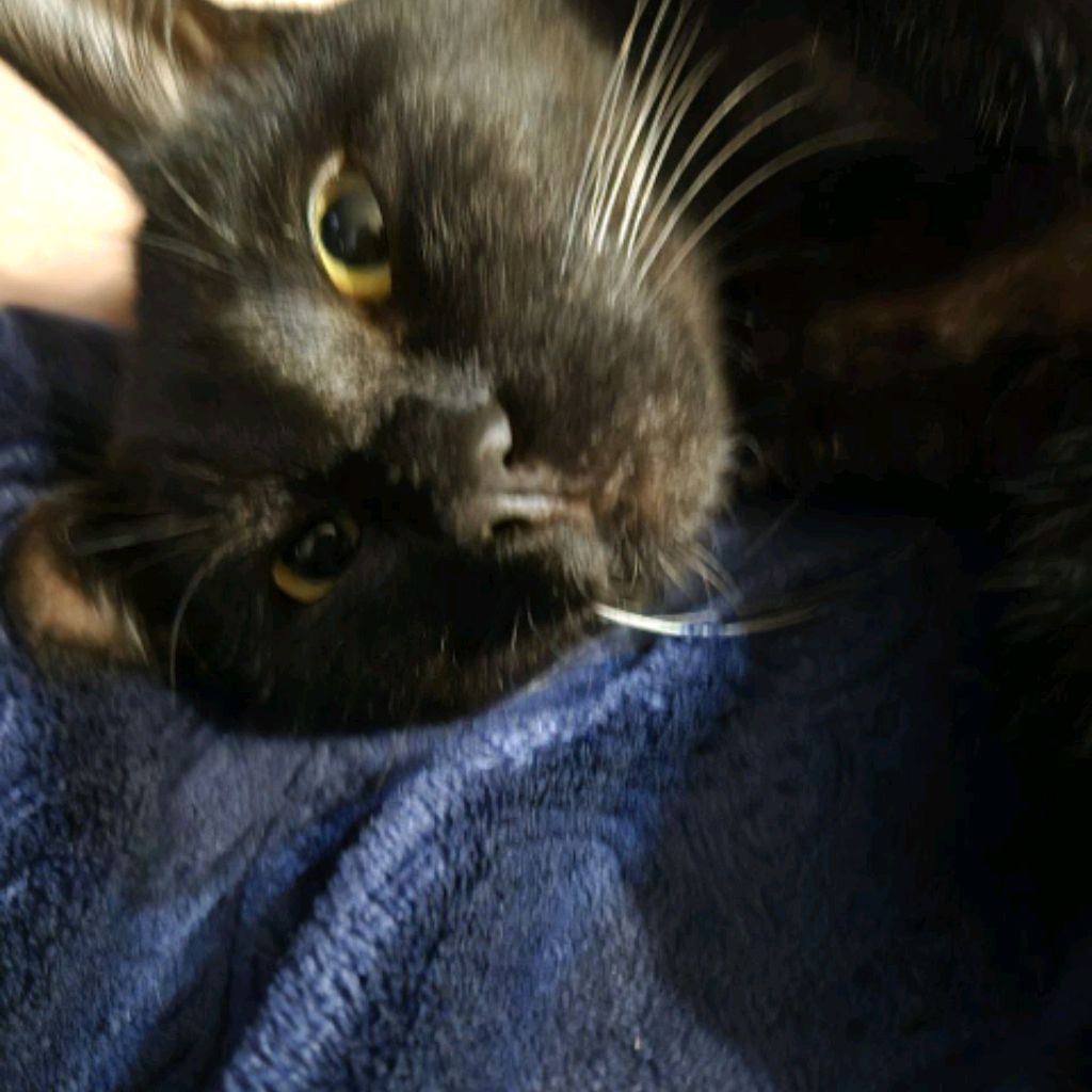 Иконка канала -romicZnt