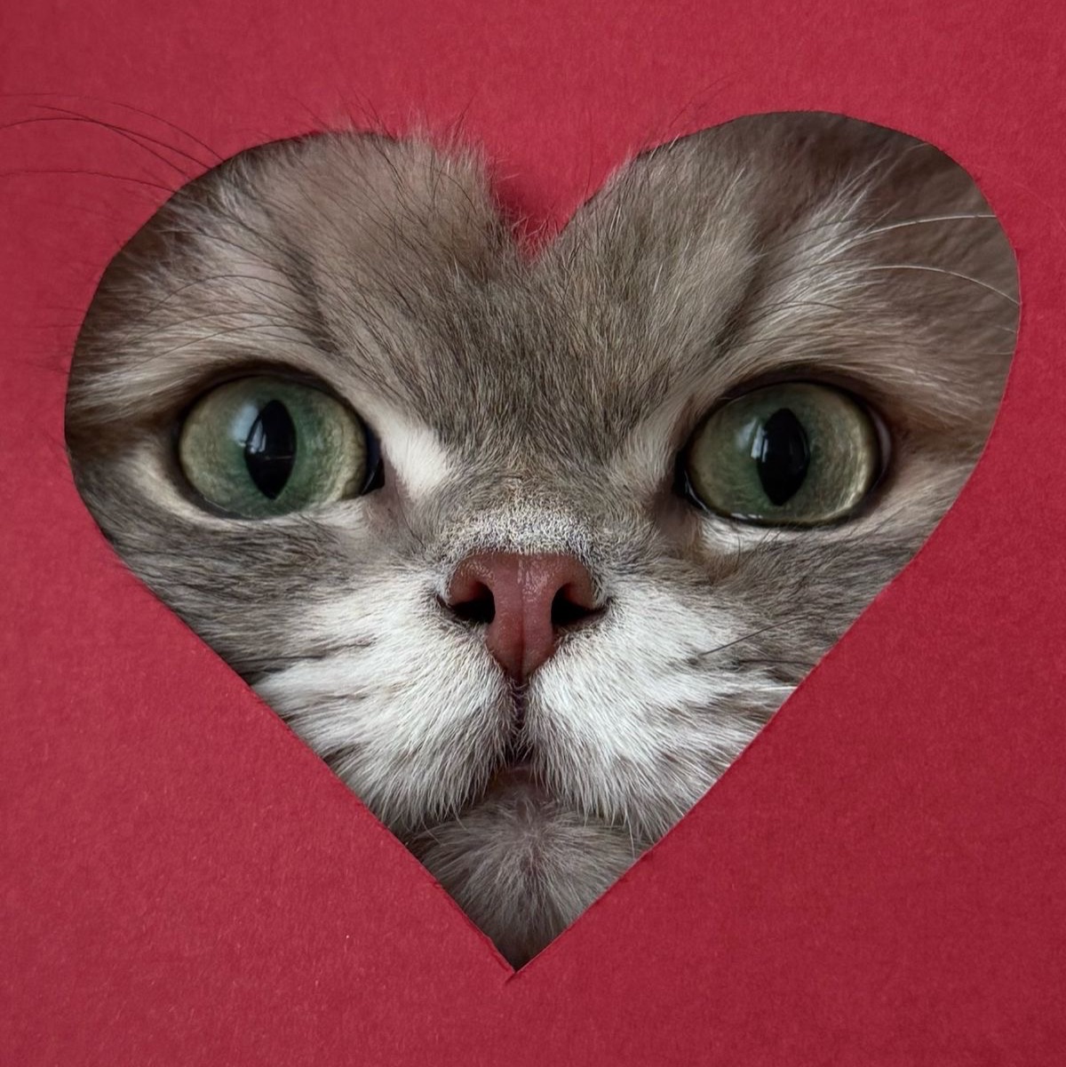 Иконка канала channel7