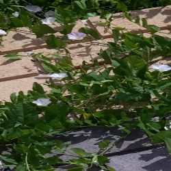 Иконка канала Дом СВВ