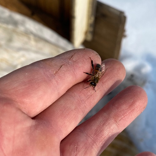 Иконка канала Пчеловодство с 0