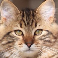 Иконка канала Питомник сибирских кошек котята Spark Heart