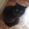 Иконка канала белый котик геймер