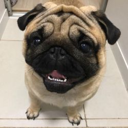 Иконка канала Mr. Mopsik: