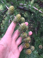 Иконка канала channel55450436