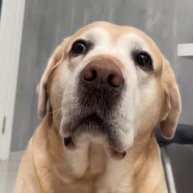 Иконка канала АМУРЧИК🦮