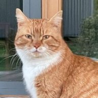 Иконка канала Stepanus (Будни пушистого философа)