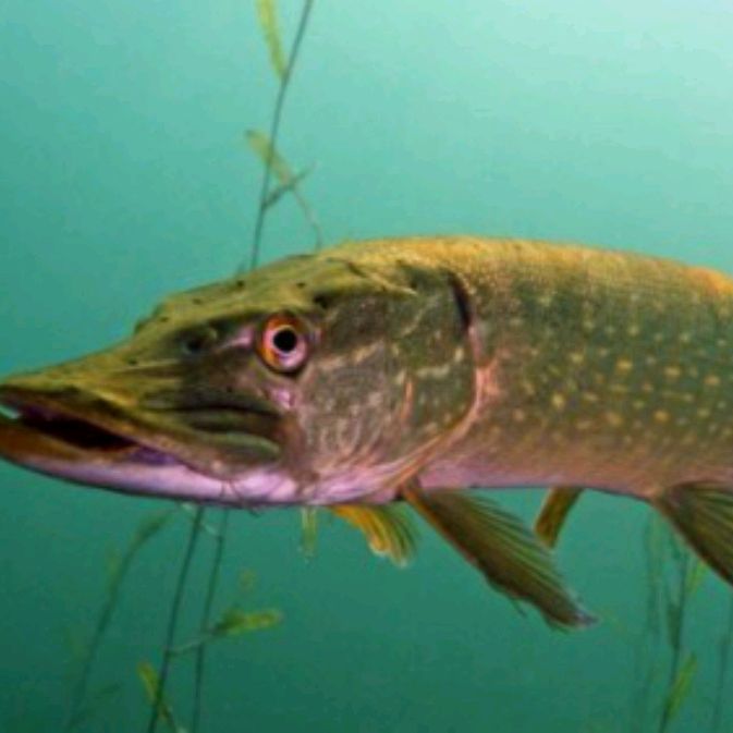 Иконка канала Рыбалка 🎣