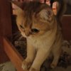 Иконка канала Найсик Роблокс