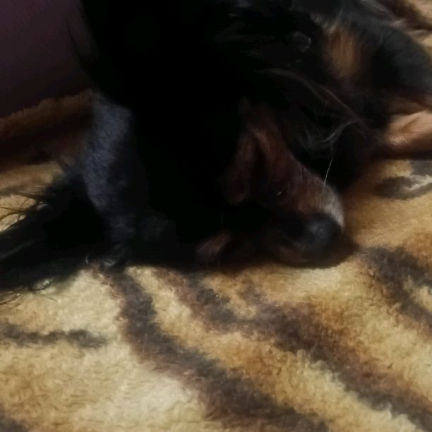 Иконка канала СОНЯ Пинчер