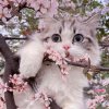 Иконка канала Catty