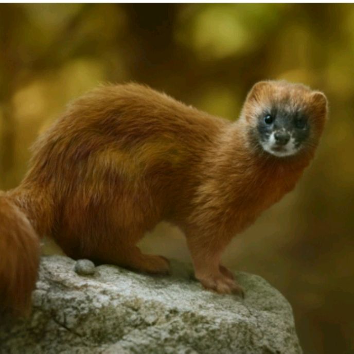 Иконка канала Колонок