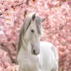 Иконка канала Некто любящая лошадей