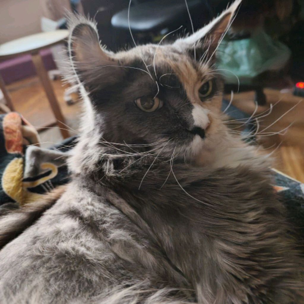 Иконка канала geliebtedesmondes