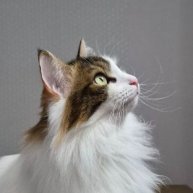 Иконка канала Шкоды усатые и хвостатые