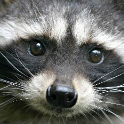 Иконка канала ENOT ROGIR