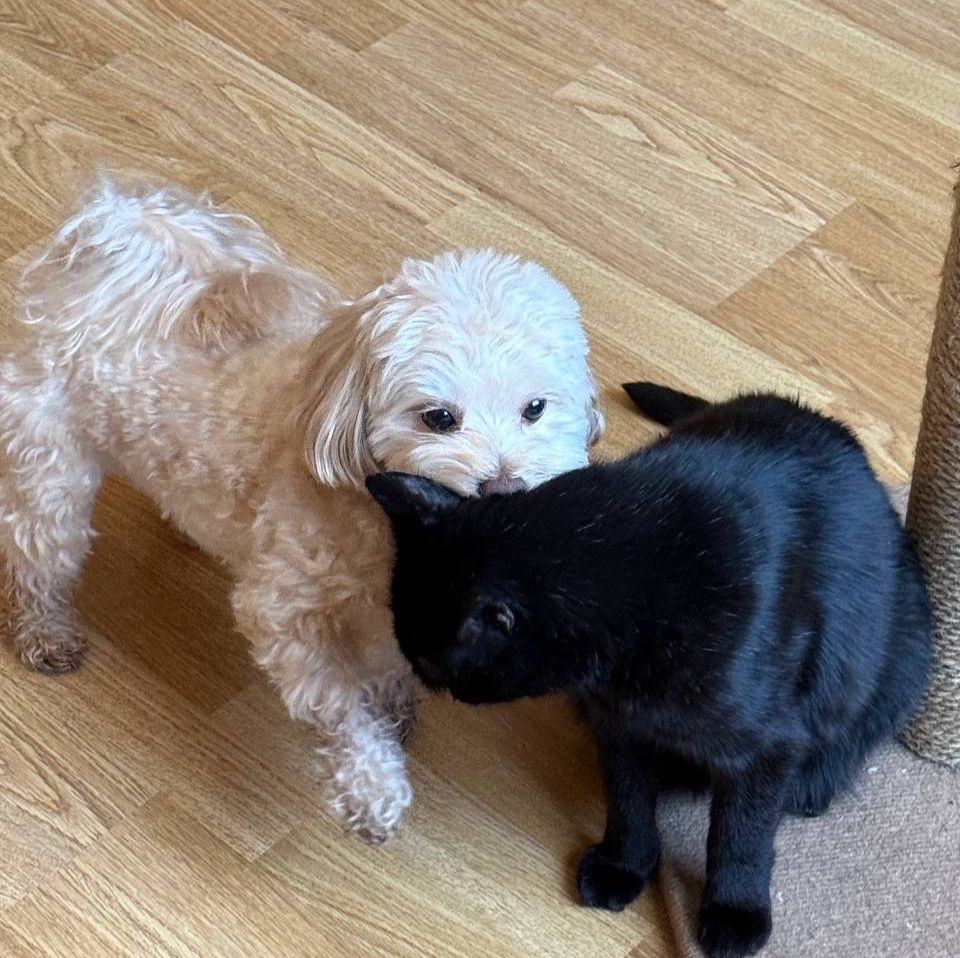 Иконка канала KastulinaKate