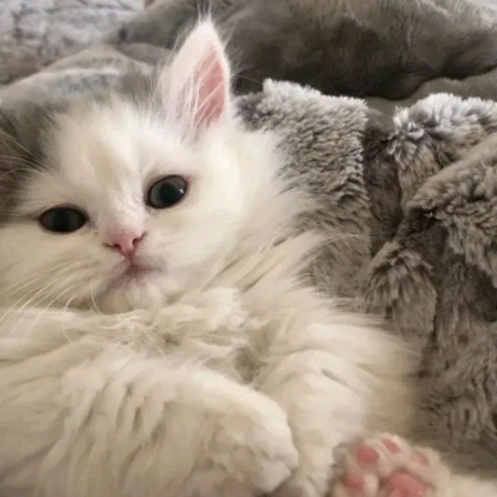 Иконка канала ~π|Ночной Крем|π~