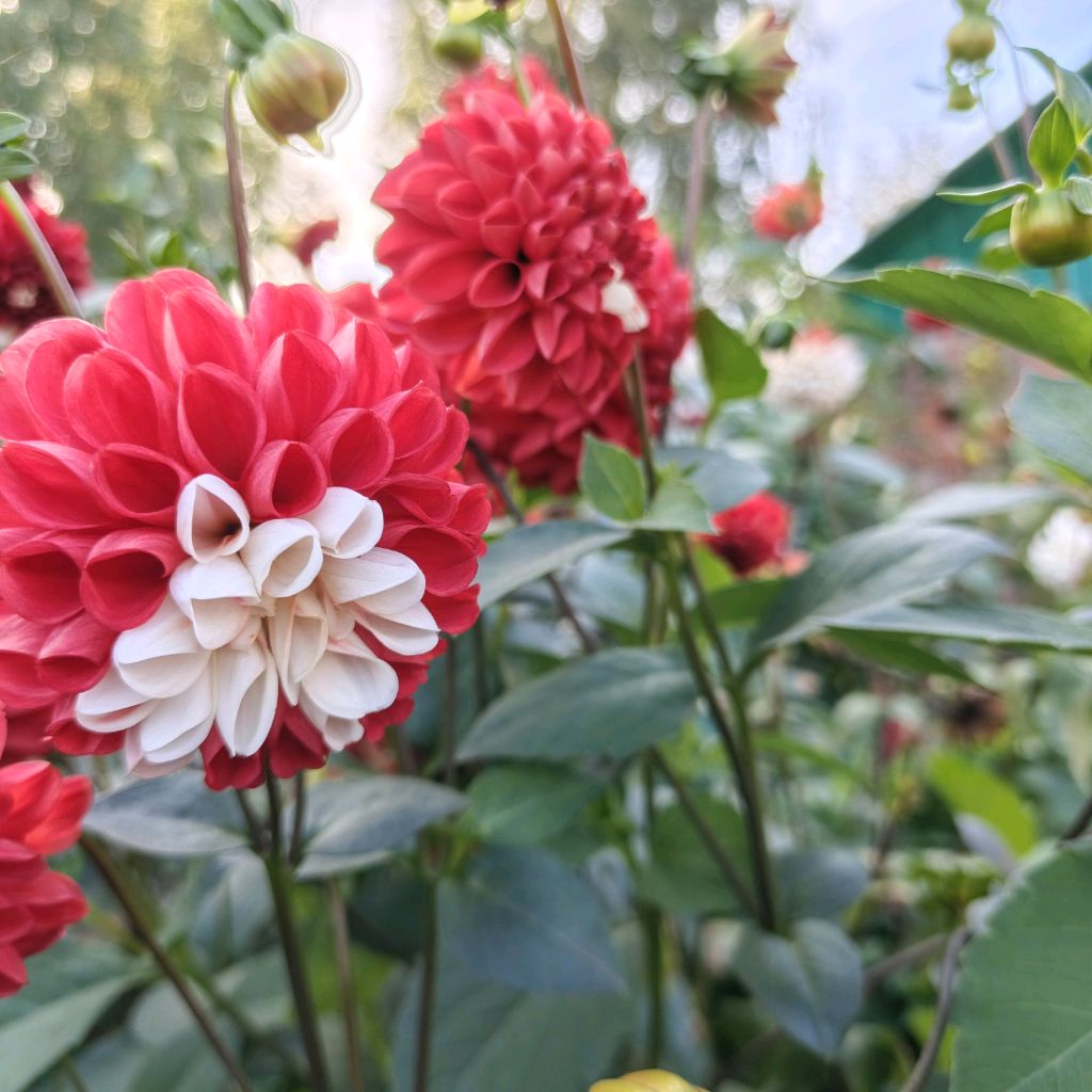 Иконка канала Вербена