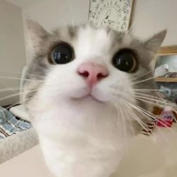 Иконка канала димон